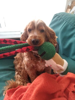 Elf toy – Holly Park Primary School